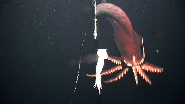 First Videos of Deep-Sea Squid Reveal Aggressive Predator | Live Science