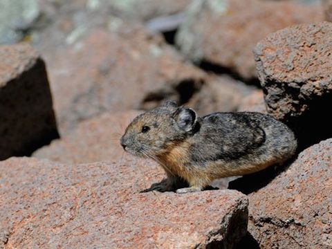 Photos of the Pika, North America's Cutest Mammal | Live Science