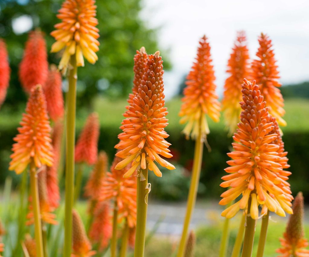How to grow red hot poker: for tall, vibrant flower spikes | Homes and ...