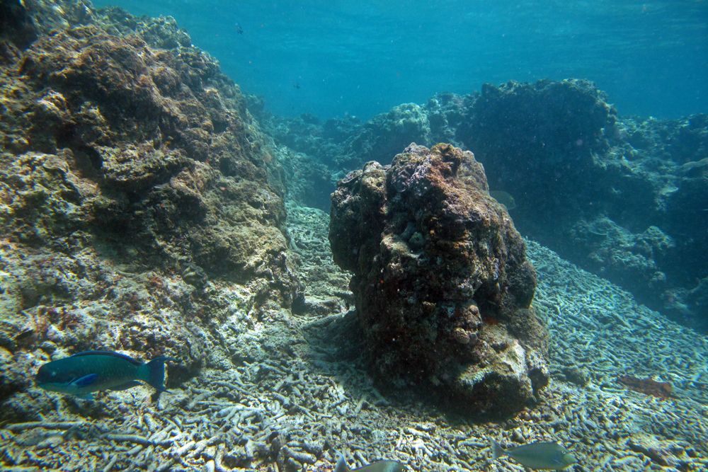 Image Gallery: Great Barrier Reef Through Time | Live Science