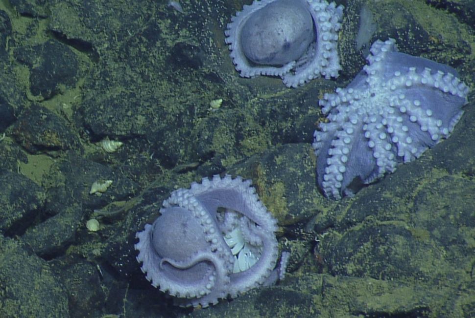 Photos: Deep-sea expedition discovers metropolis of octopuses | Live ...