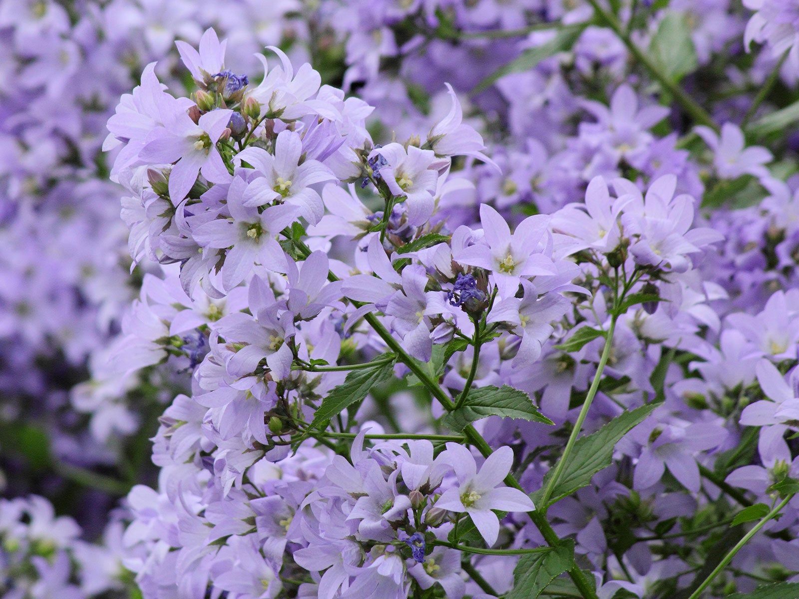Bring On The Bellflowers: Campanula Varieties For Every Garden ...