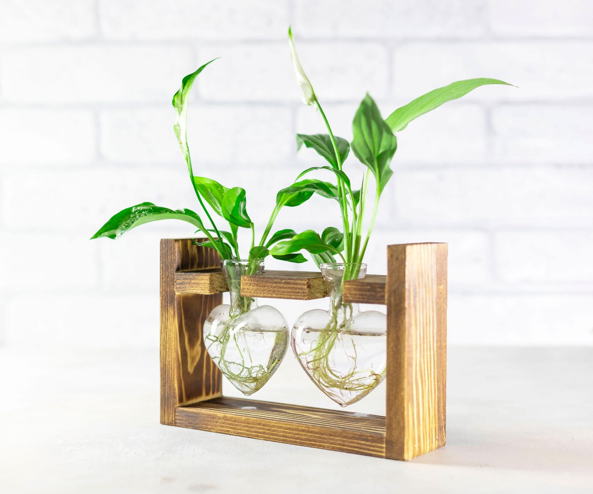 Houseplant trends 2025: 7 indoor plant trends for the year | Homes and ...