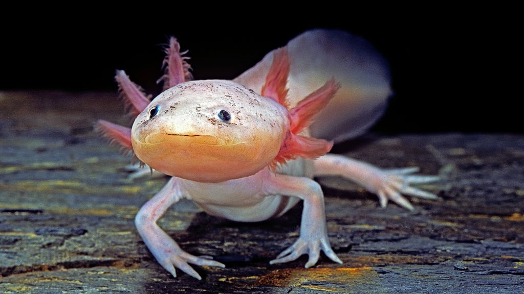 Axolotl weirdos can regrow their brains, and a new map reveals their ...