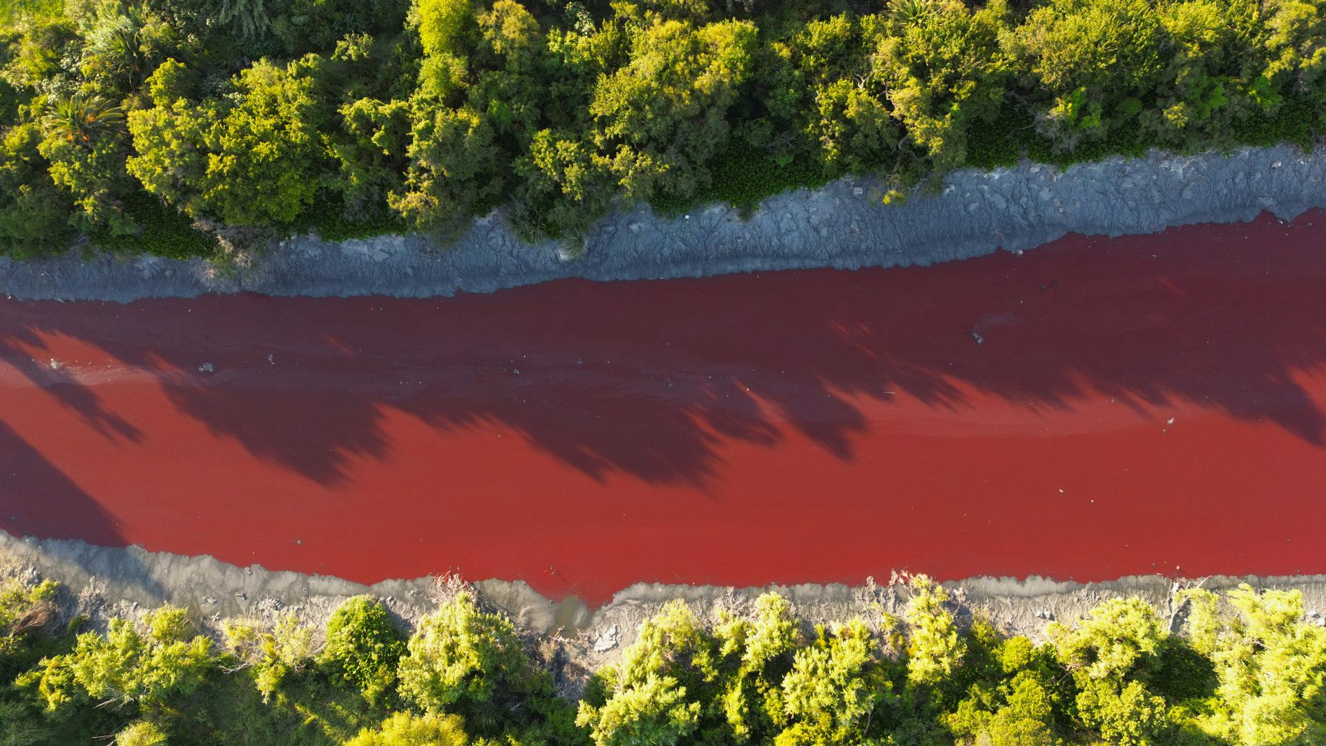 Canal turns into 'stream of blood' in Argentina as locals fear toxic ...