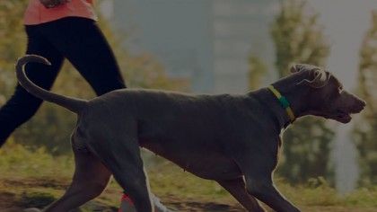 Pet tech: inside the strange and wacky world of animal wearables ...