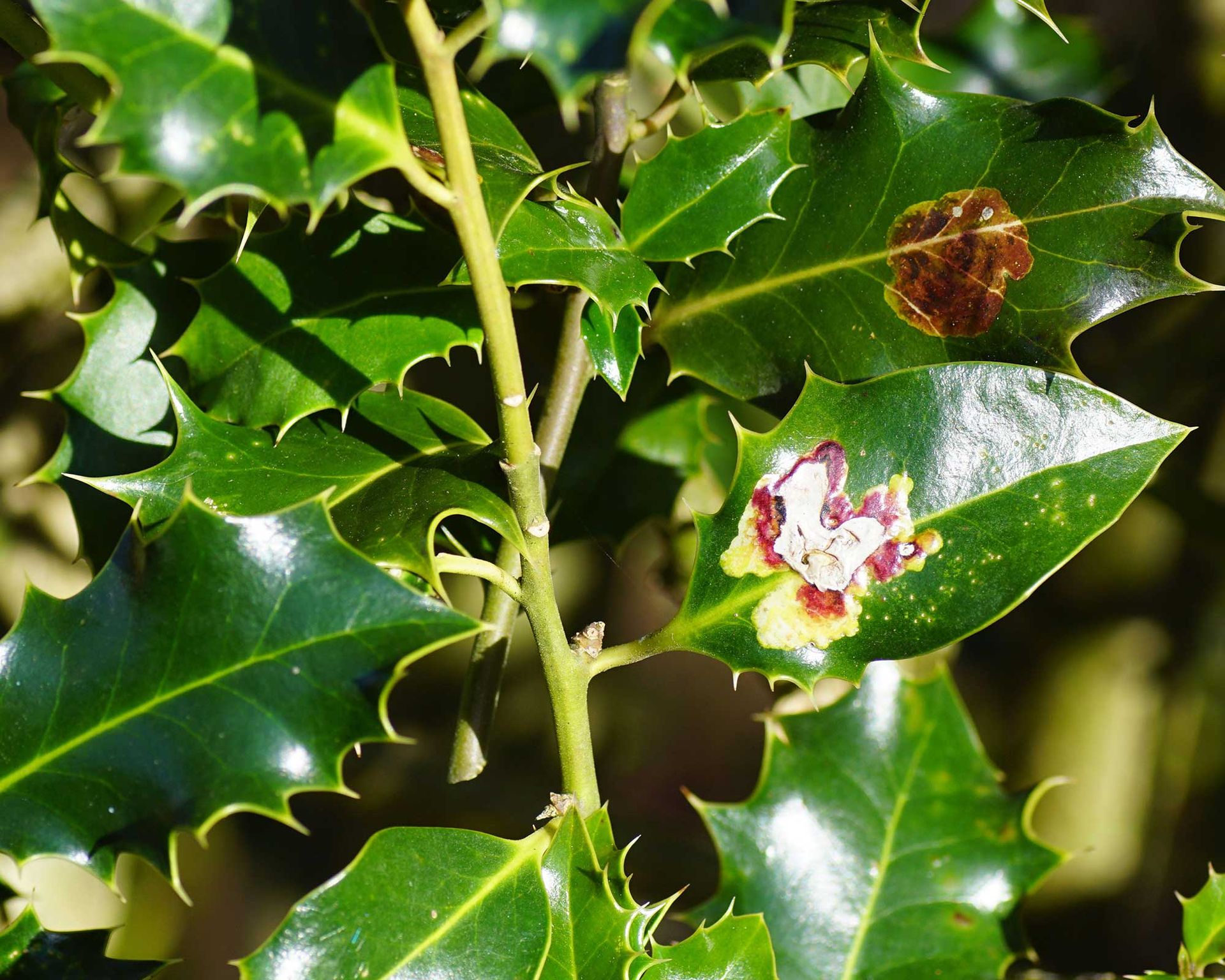 Holly care and growing guide: expert tips | Gardeningetc