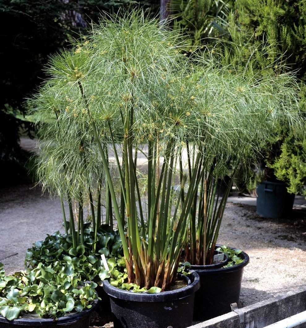 Winterizing Cyperus Papyrus: How To Care For Papyrus In Winter ...