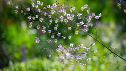 How to grow love-lies-bleeding: expert flower growing advice | Homes ...