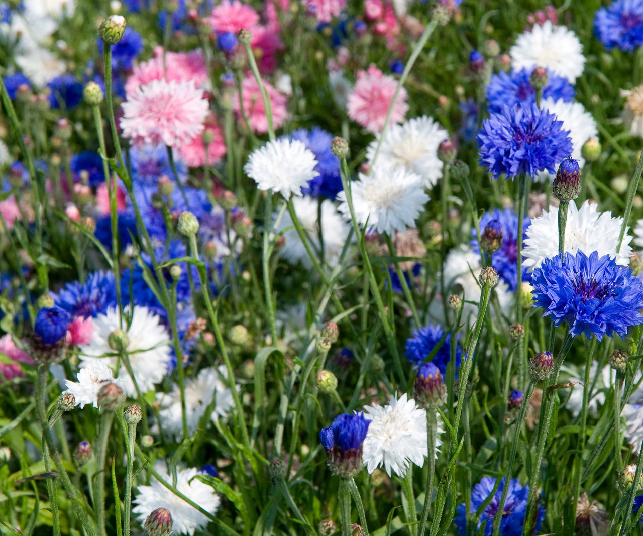 Easiest Cut Flower Seeds: Cut Flower Garden For Beginners | Gardening ...