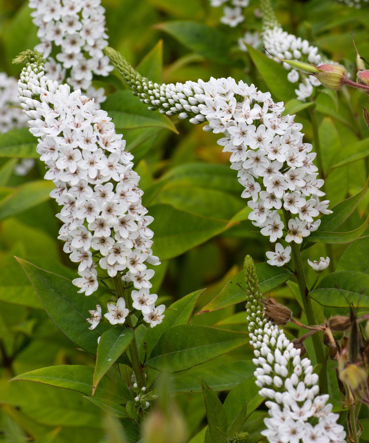 Bog plants: 15 moisture-loving plants for damp areas | Gardeningetc