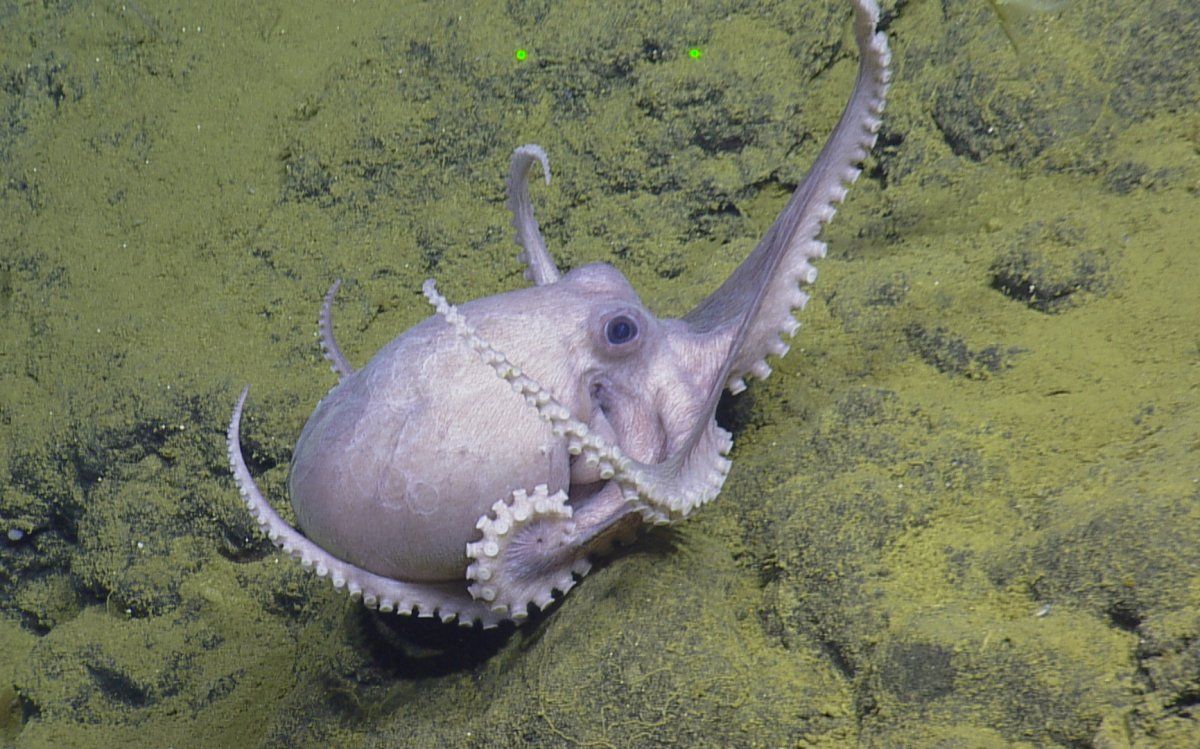 Photos: Deep-sea expedition discovers metropolis of octopuses | Live ...