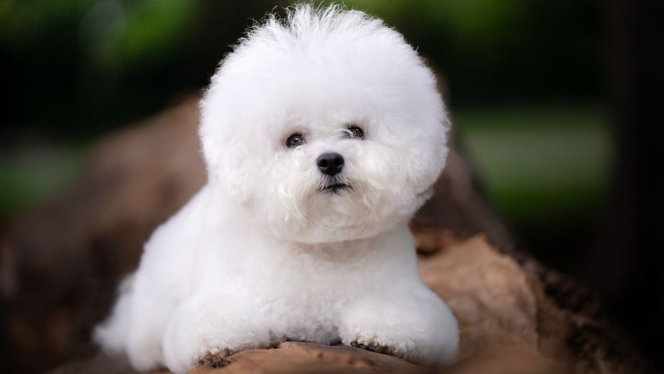32 cutest dog breeds from around the world | PetsRadar