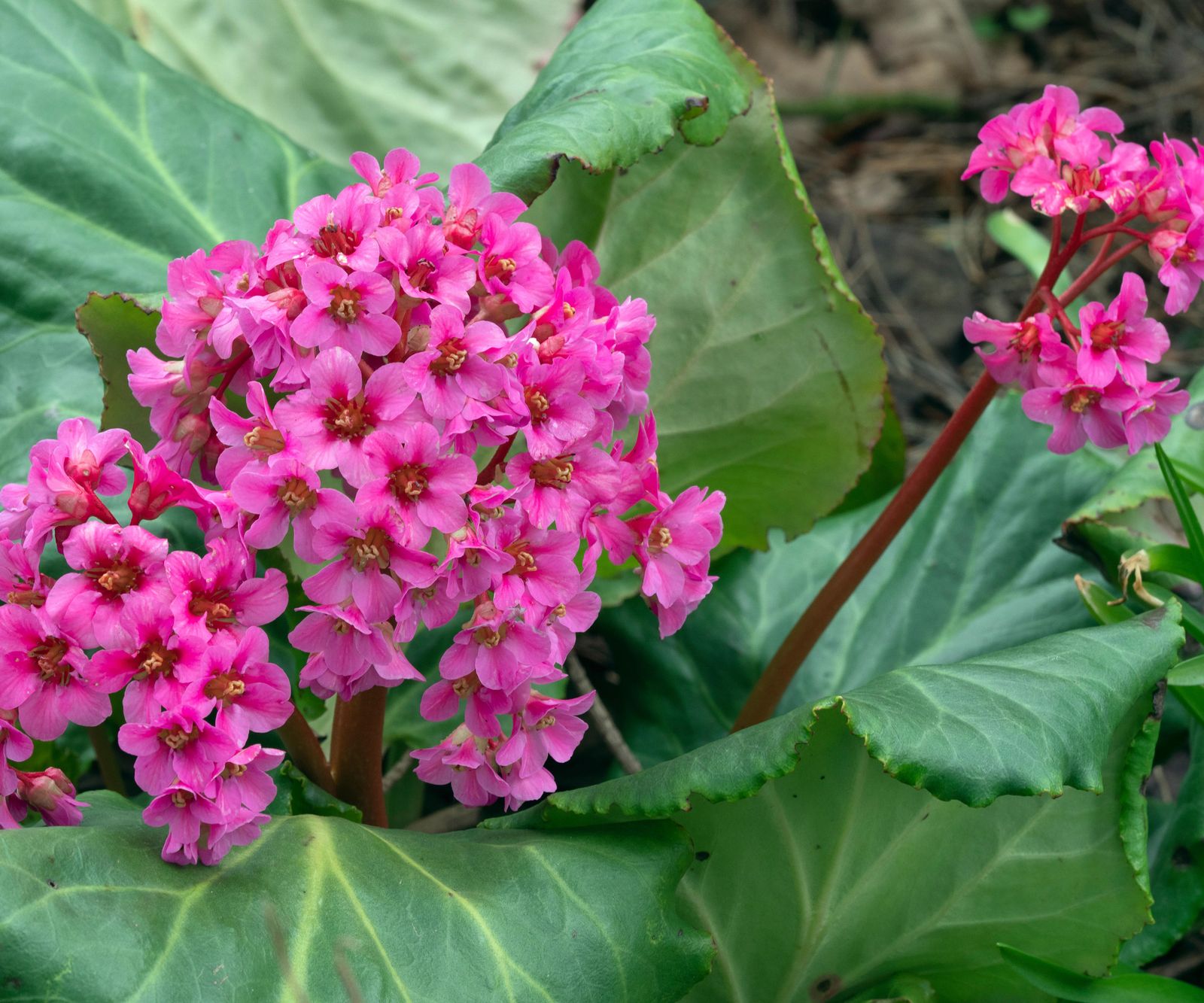 Types of bergenia: 15 varieties for shade and sun | Homes and Gardens