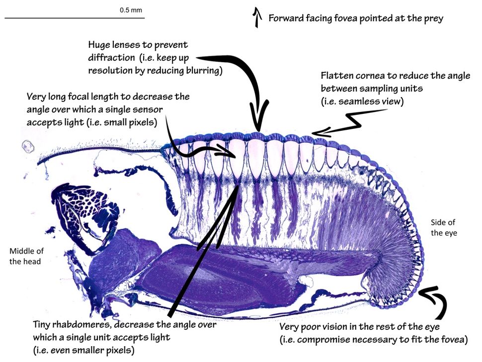 In Photos: Amazing Fly Eyes | Live Science