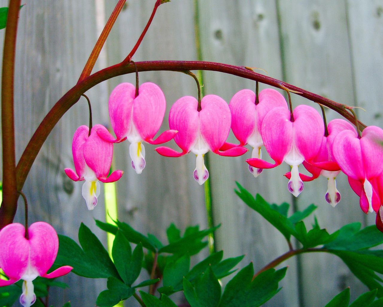 Bleeding hearts: how to grow and care for dicentra | Gardeningetc