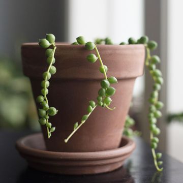 String of pearls care for a green and healthy plant | Ideal Home