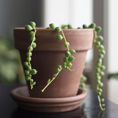String of pearls care for a green and healthy plant | Ideal Home