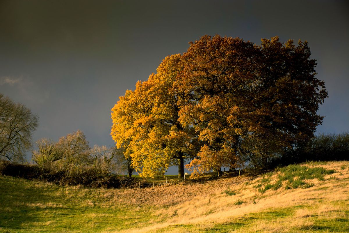 Trees For Tomorrow: Join Country Life as we plant thousands of trees ...