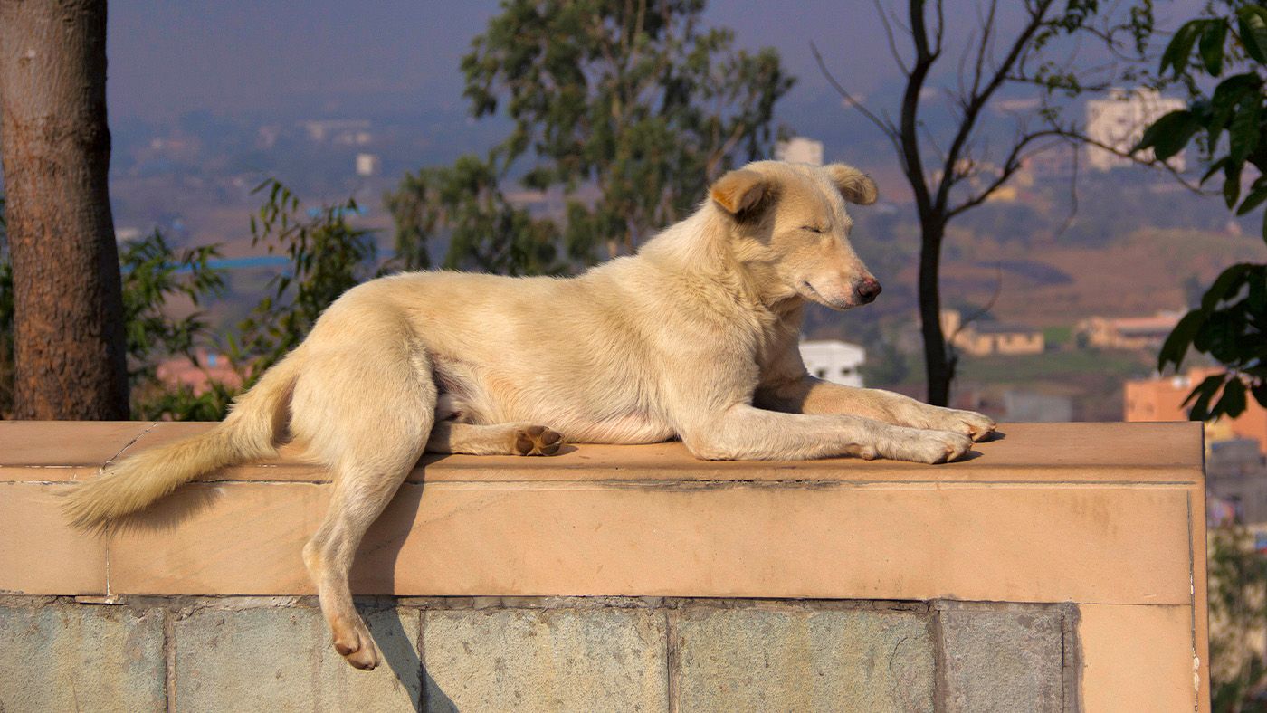 Street dogs: What they are, where they live, and how to help | PetsRadar