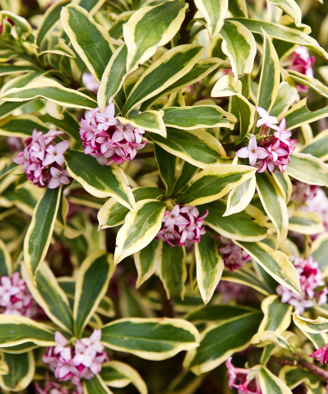 Best spring-flowering shrubs: 12 beautiful choices | Homes and Gardens
