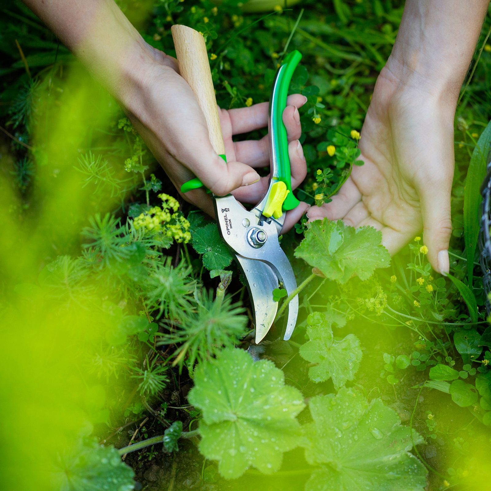 How to sharpen secateurs – streamline pruning | Ideal Home