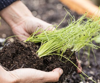 How to grow chives: expert tips for happy herbs | Homes and Gardens