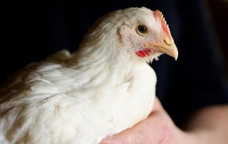 What the cluck? Waitrose announces ‘trailblazing’ pledge to help ...