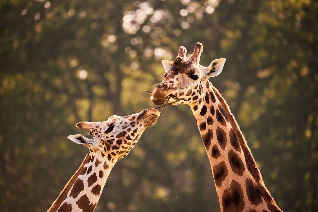 You're having a giraffe: Country Life Quiz of the Day, April 25, 2025 ...