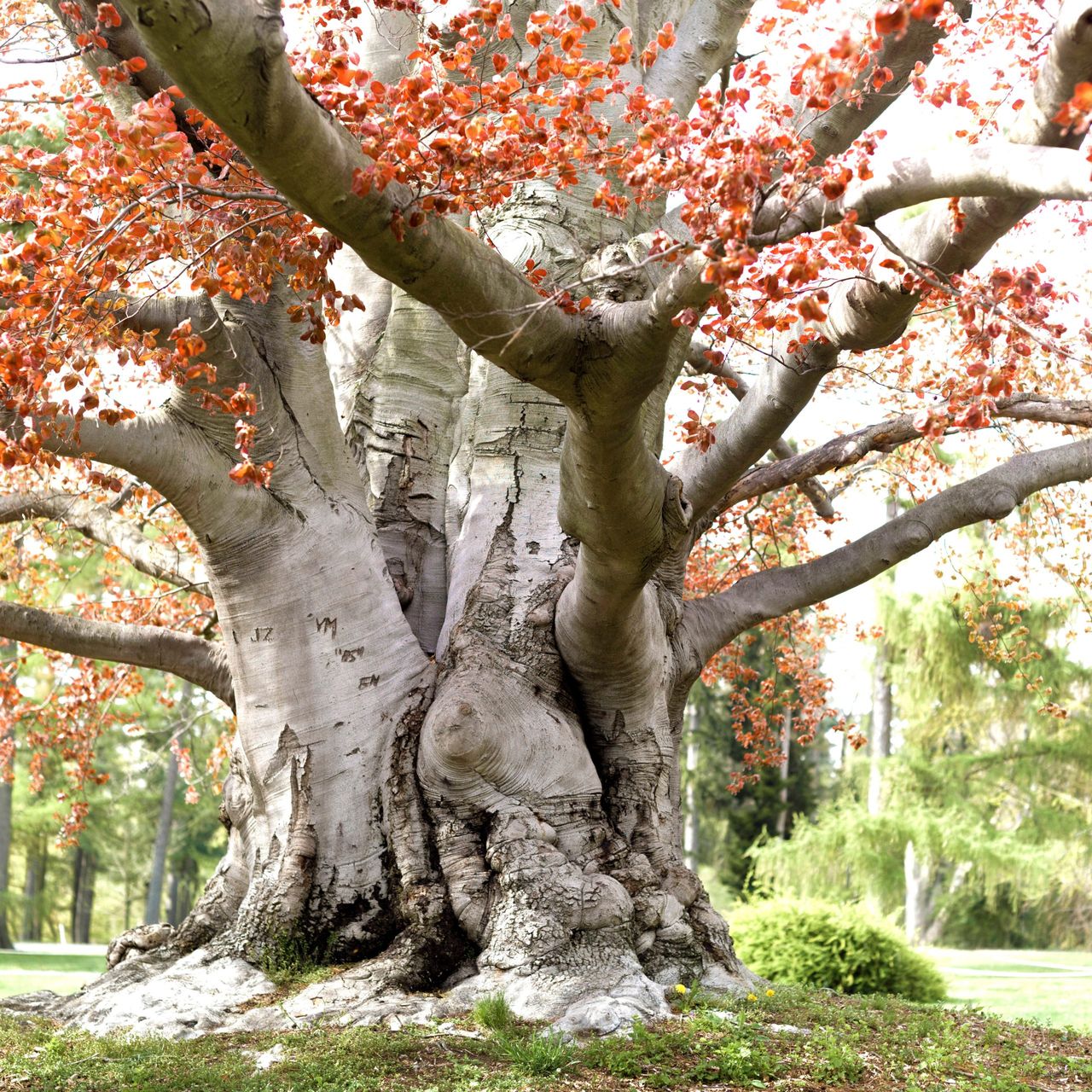 Beech trees: A complete guide | Country Life