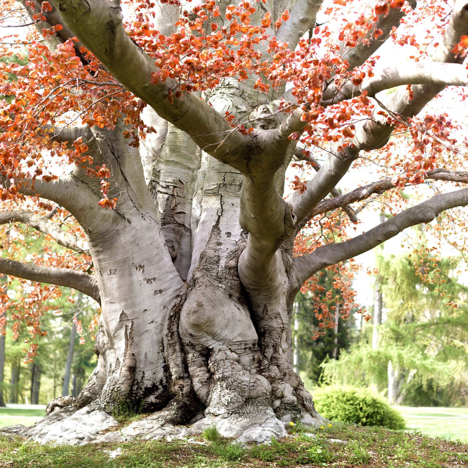 Beech trees: A complete guide | Country Life