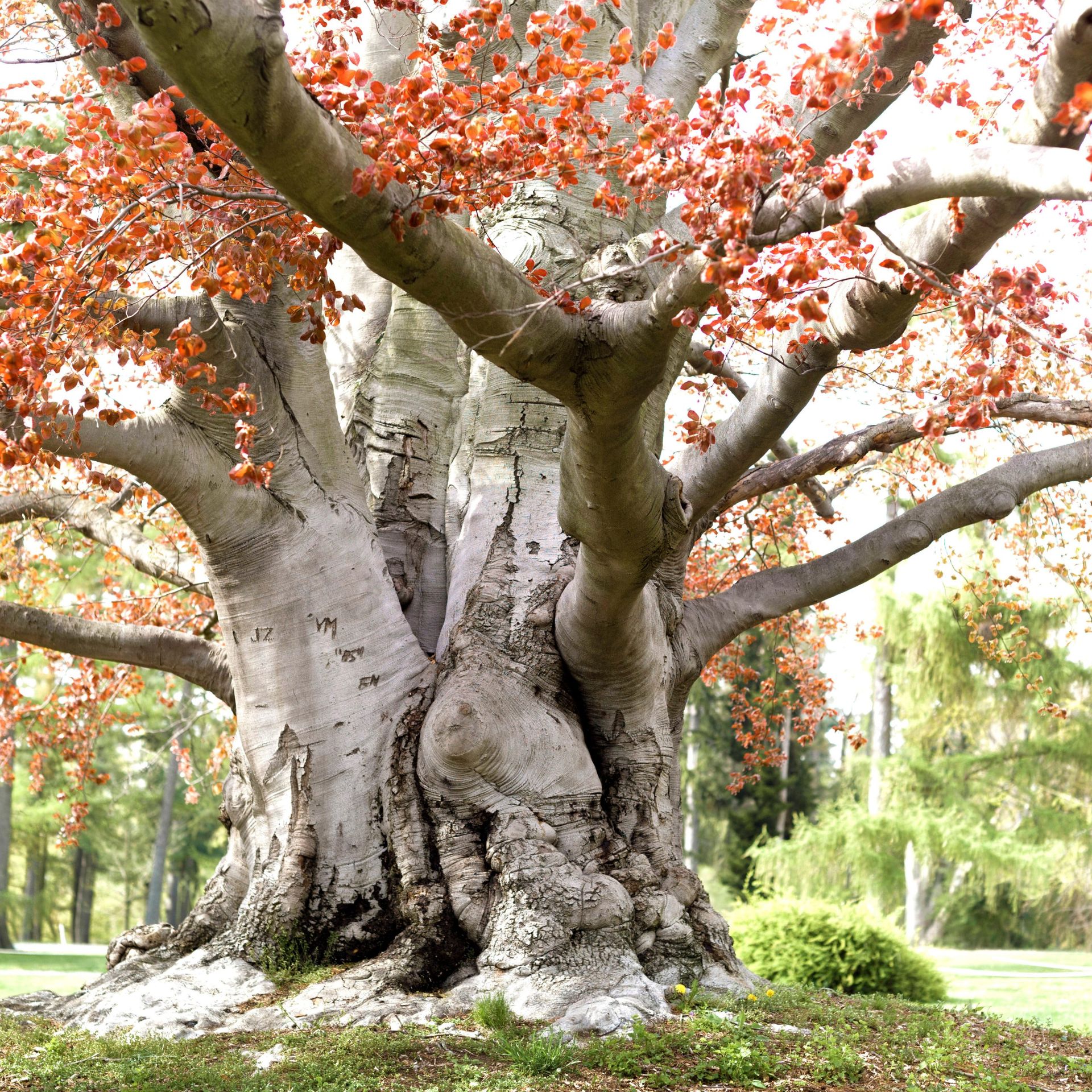 Beech trees: A complete guide | Country Life