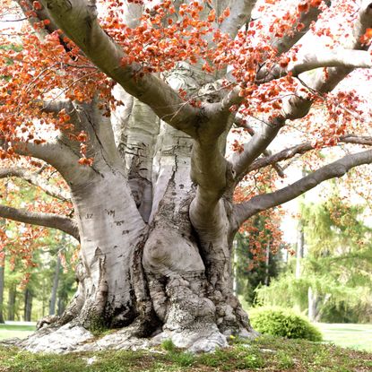 Beech trees: A complete guide | Country Life