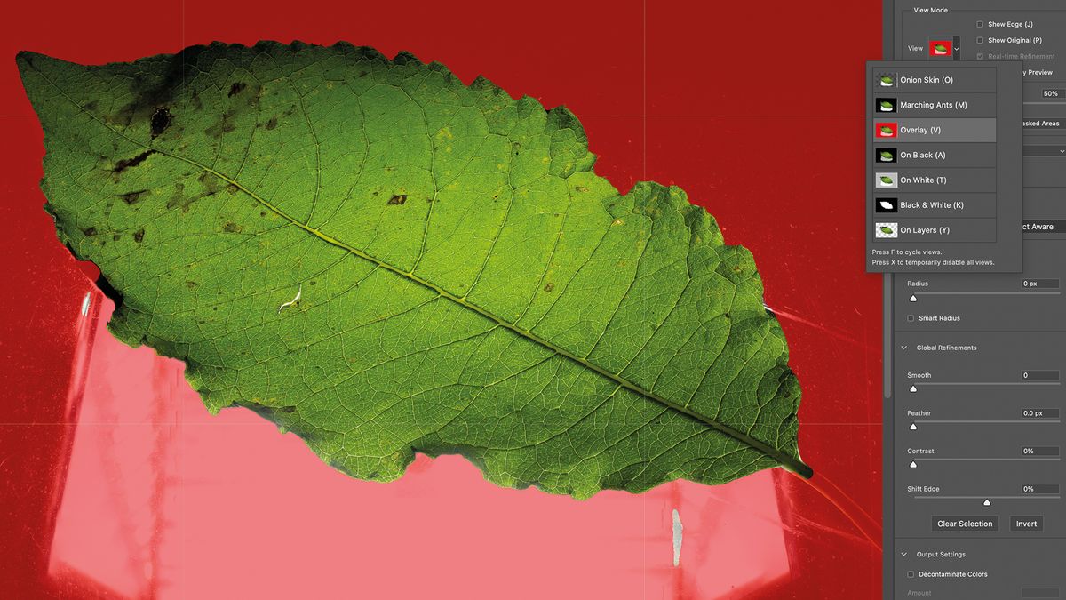 Create botanical photo art with microscopic insights | Digital Camera World