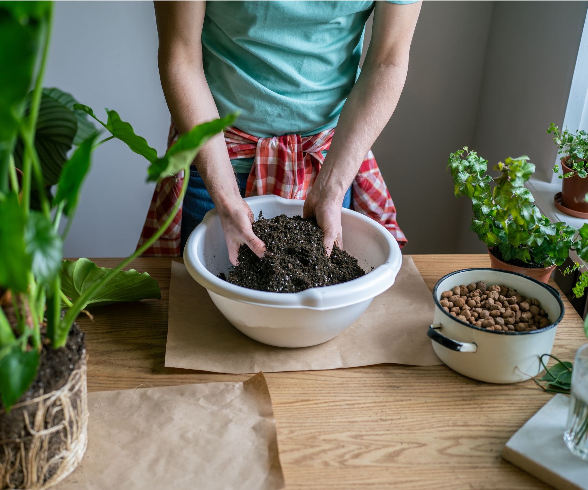 How to propagate an anthurium from cuttings and by division | Homes and Gardens