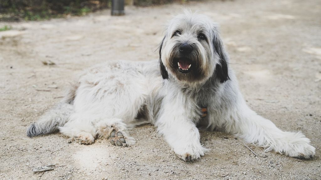 32 unpopular dog breeds | PetsRadar