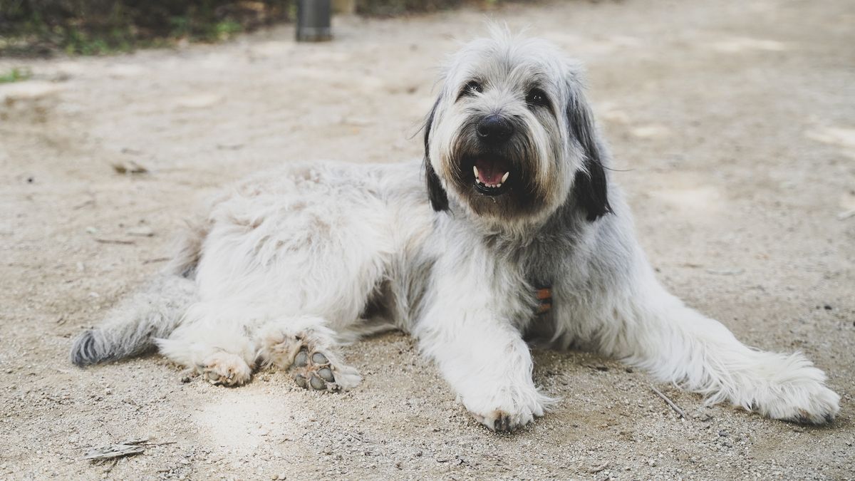 32 unpopular dog breeds | PetsRadar