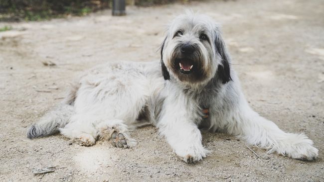 32 unpopular dog breeds | PetsRadar