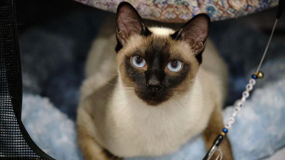 Types of small-breed cats that will always look like kittens | PetsRadar