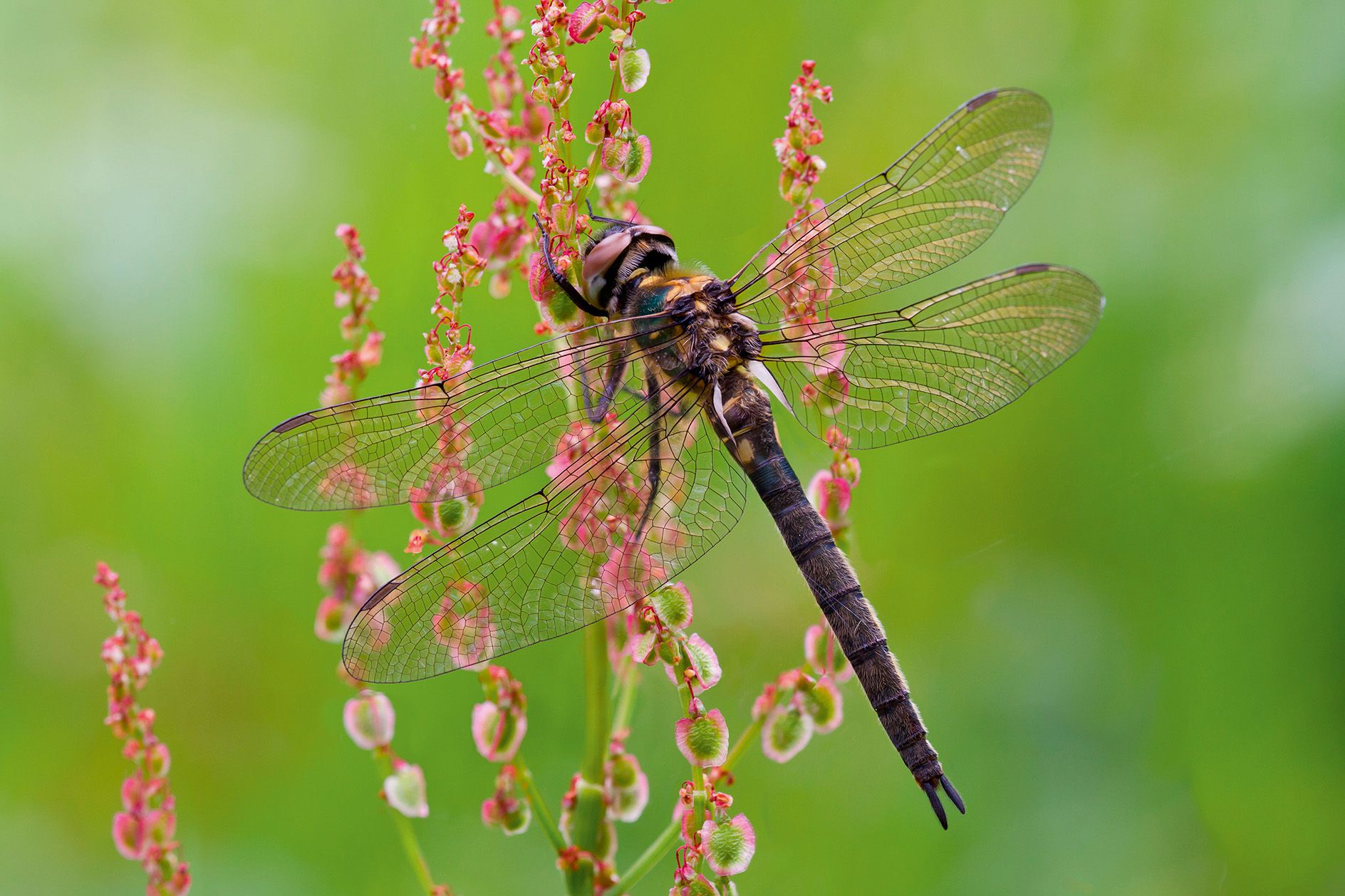 The Bogs of Britain, from 'godforsaken wasteland full of dangers' to ...