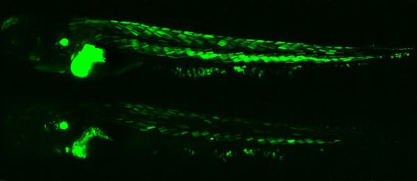 7 genetically modified animals that glow in the dark | The Week