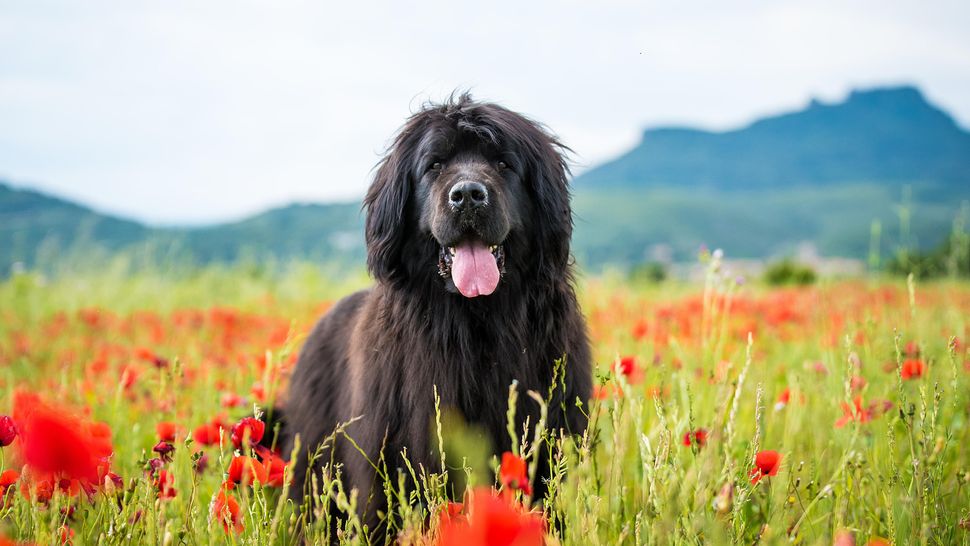 20 best dog breeds for cats and multi-pet households | PetsRadar