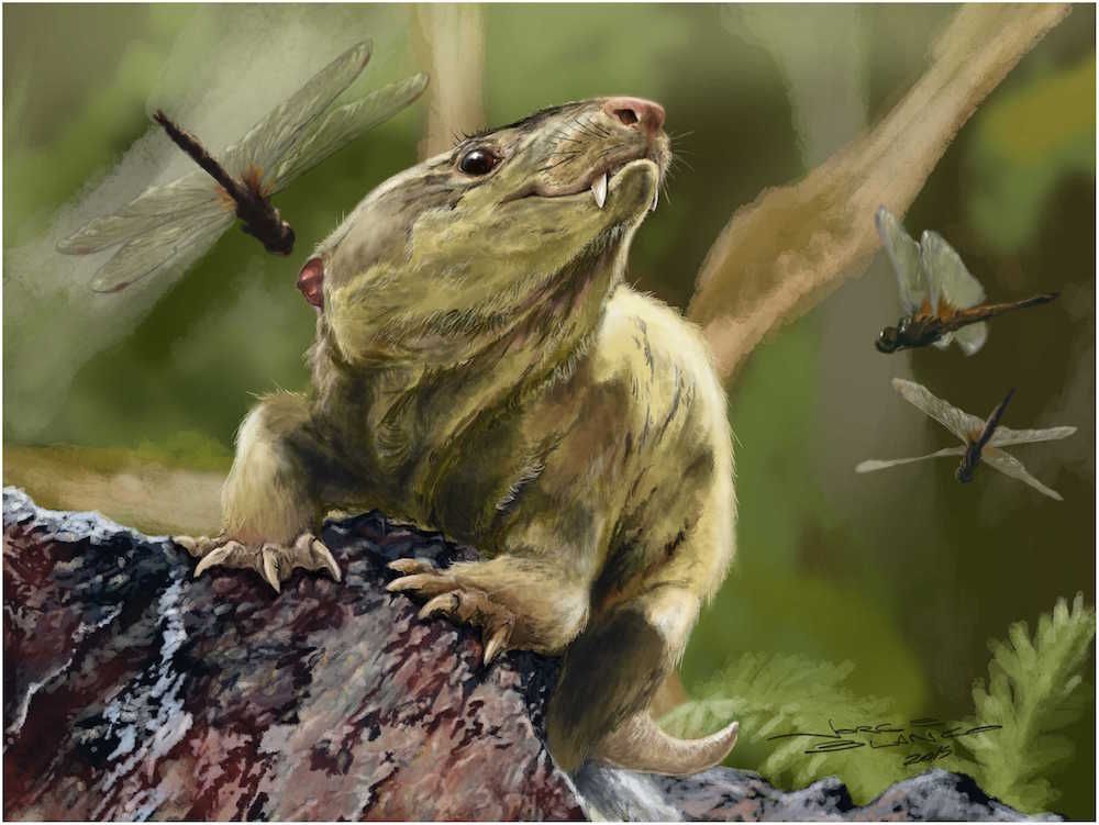 Meet Granddad: Weird, Ancient Reptile Gave Rise to Mammals | Live Science