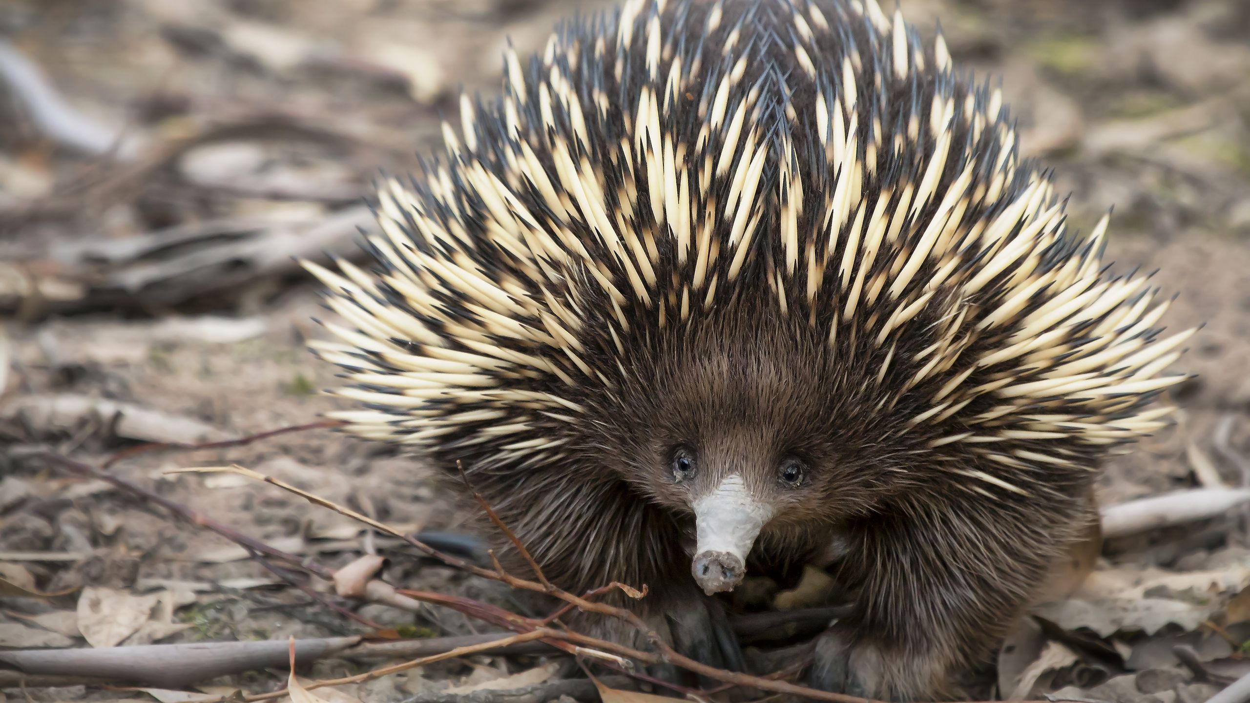 In rare evolutionary event, weird platypus cousin evolved from living ...