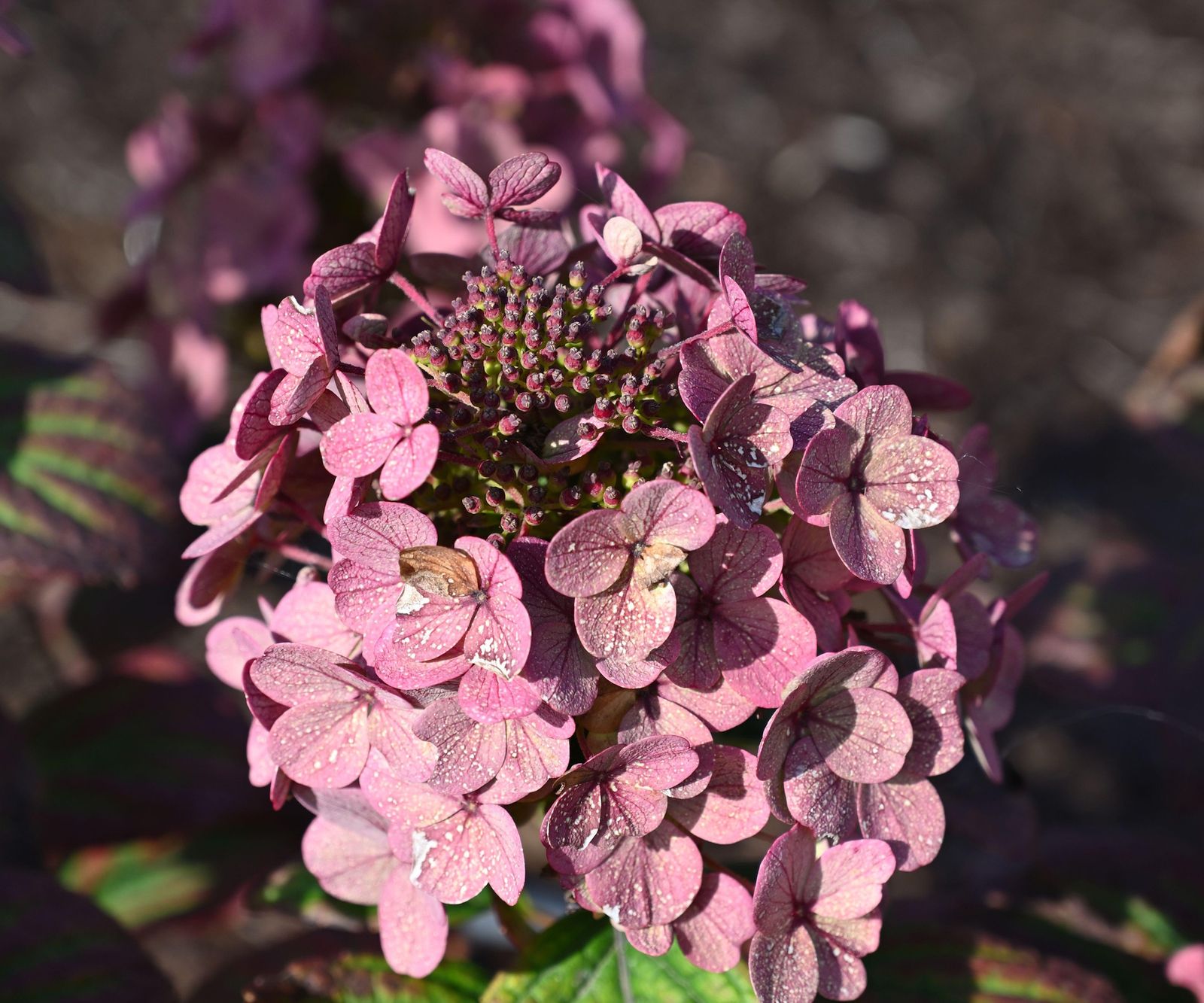 Best hydrangeas for small spaces: 5 compact floral shrubs | Homes and ...