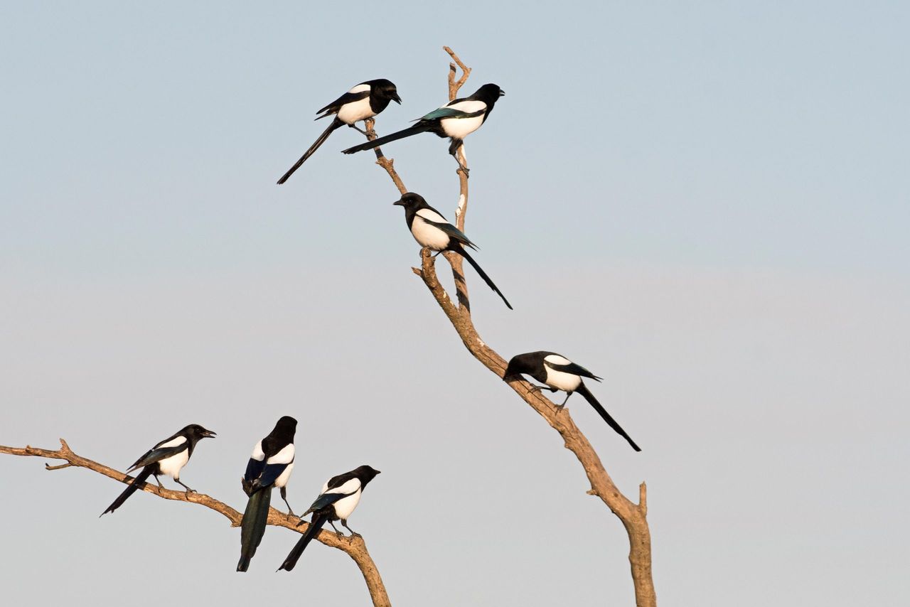 Why are there so many magpies? | Country Life