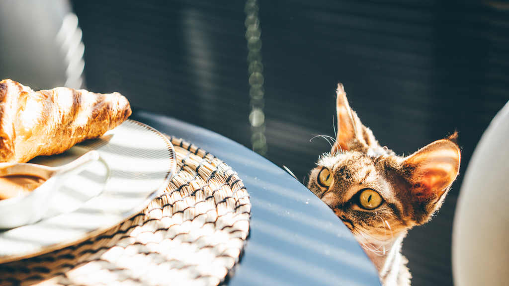 Healthy weight loss for cats: A vet's guide | PetsRadar