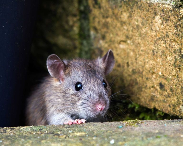 How to get rid of rats from your yard: 5 top tips | Gardeningetc