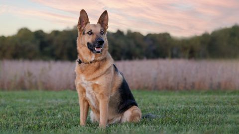Best tracking dogs with powerful noses and strong work ethic | PetsRadar