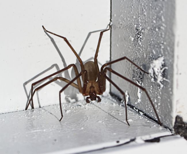 Brown recluse spiders: Facts, bites & symptoms | Live Science